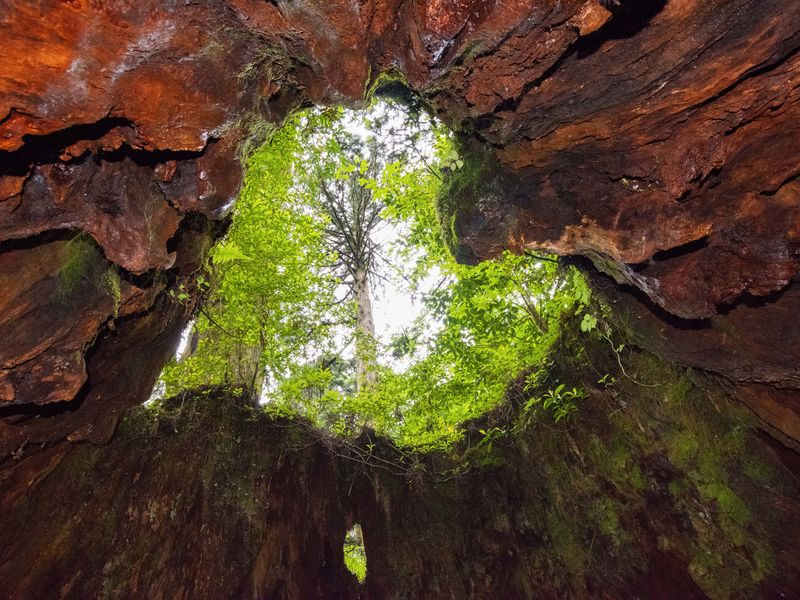 Heart of Wilson stump | Smithsonian Photo Contest | Smithsonian Magazine