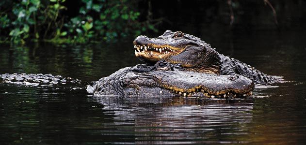 Wild Things: Life as We Know It | Smithsonian