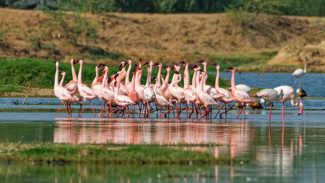 Lesser Flamingos courtship Dance | Smithsonian Photo Contest ...