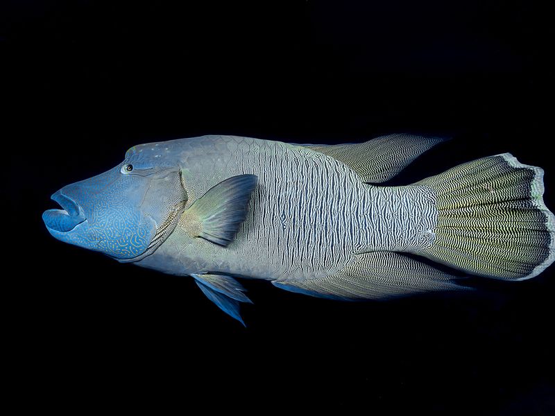 Cheilinus undulatus | Smithsonian Photo Contest | Smithsonian Magazine