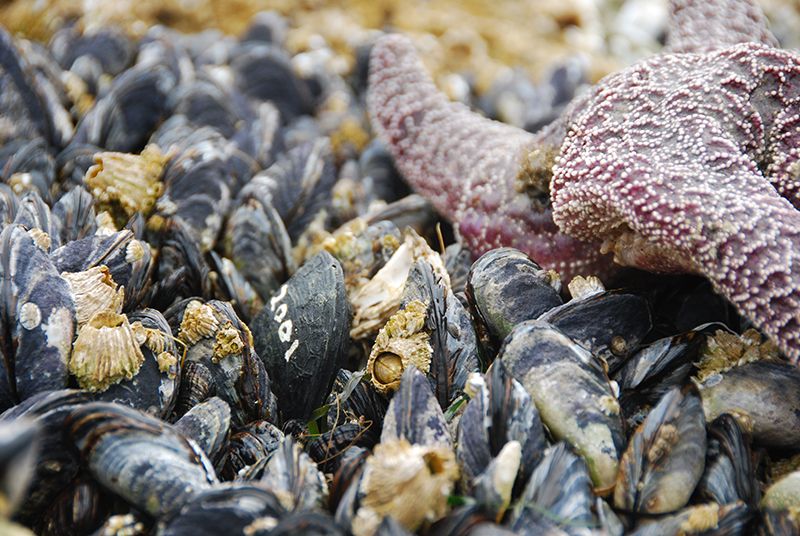 Robot Shellfish May Tell Us About Climate Change's Impact on Marine Species