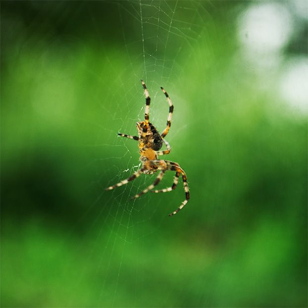 The spider outside my bedroom window. | Smithsonian Photo Contest ...