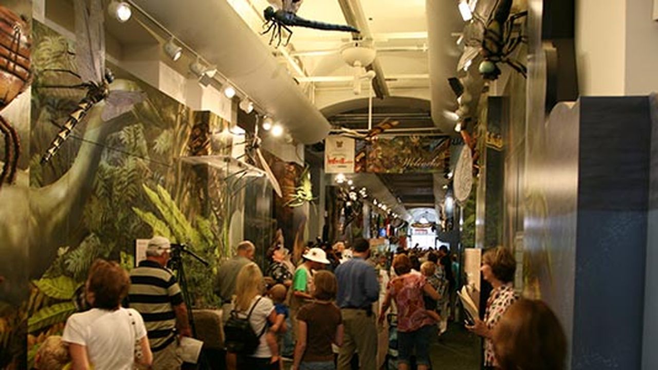 Audubon Insectarium Movie