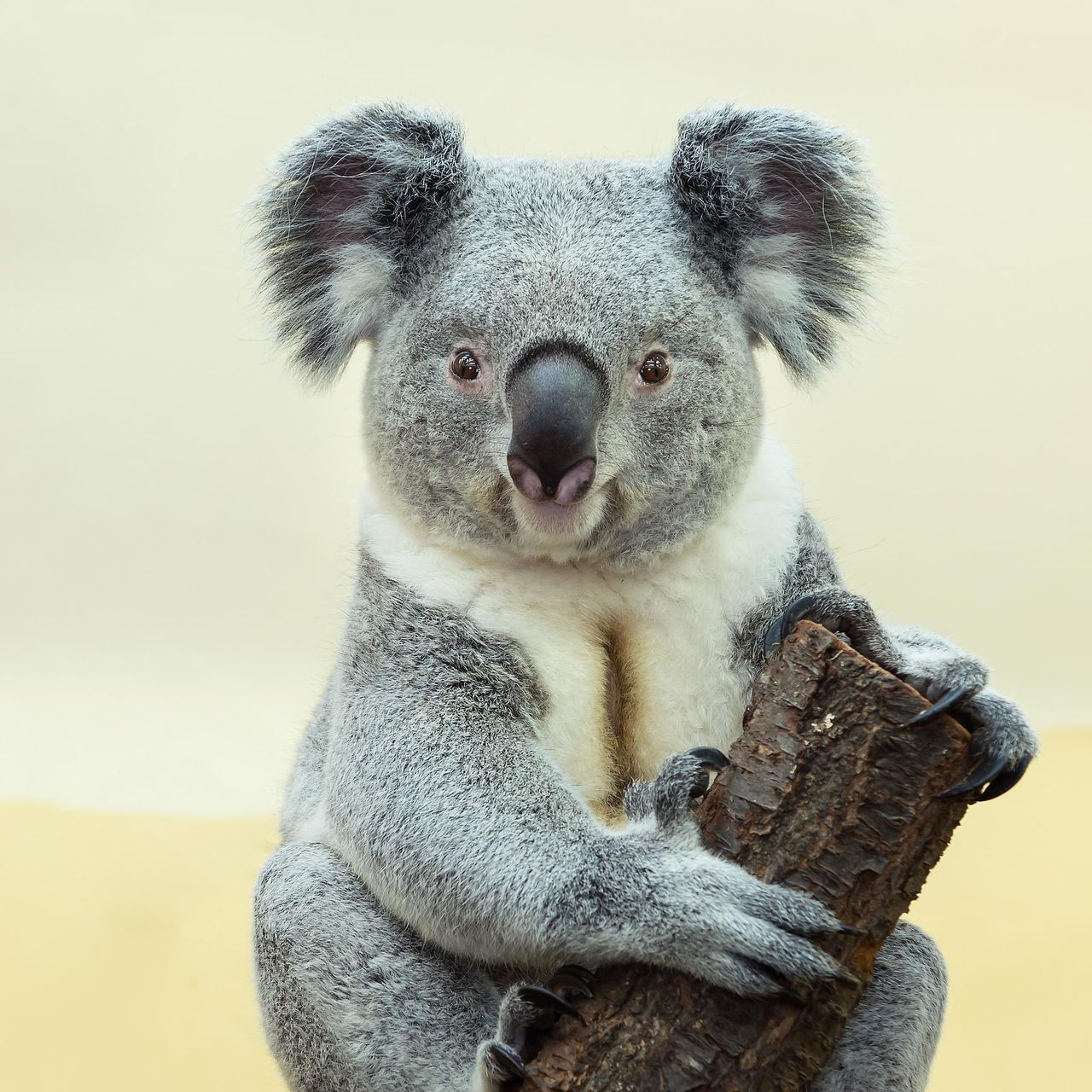 prehistoric koala