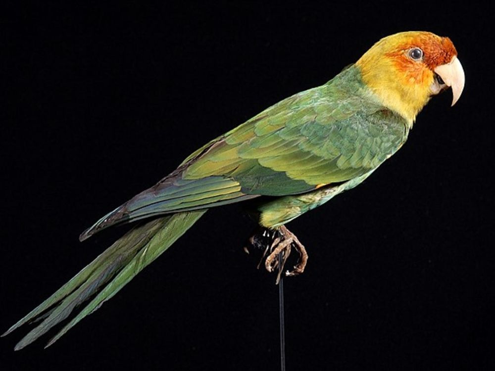 The Last Member of This Bird Species Died in Captivity on This Day in 1918