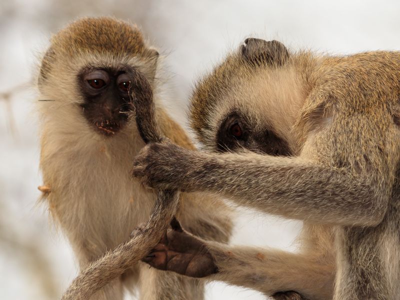 Adult Vervet Monkey Showing Youngster Cleaning Tail Lake Manyara ...
