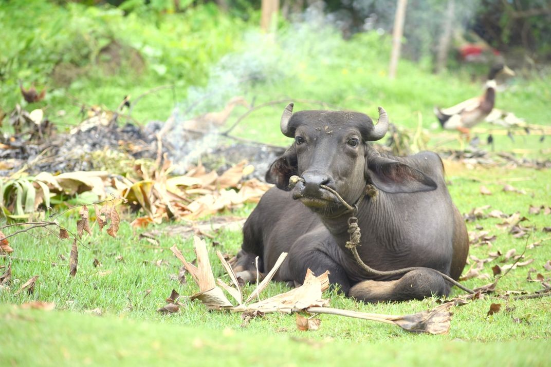 buffalo chewing in the grassfield | Smithsonian Photo Contest ...