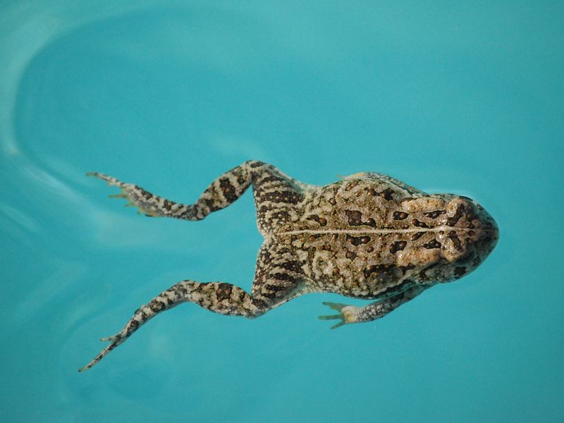 Frog Heaven - Frog enjoying laps in a rural back yard pool ...