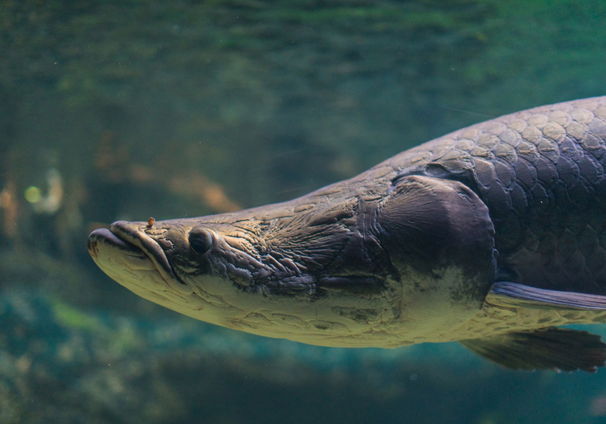 Ten Fascinating Facts About the Arapaima, the Largest Freshwater Fish in South America ...