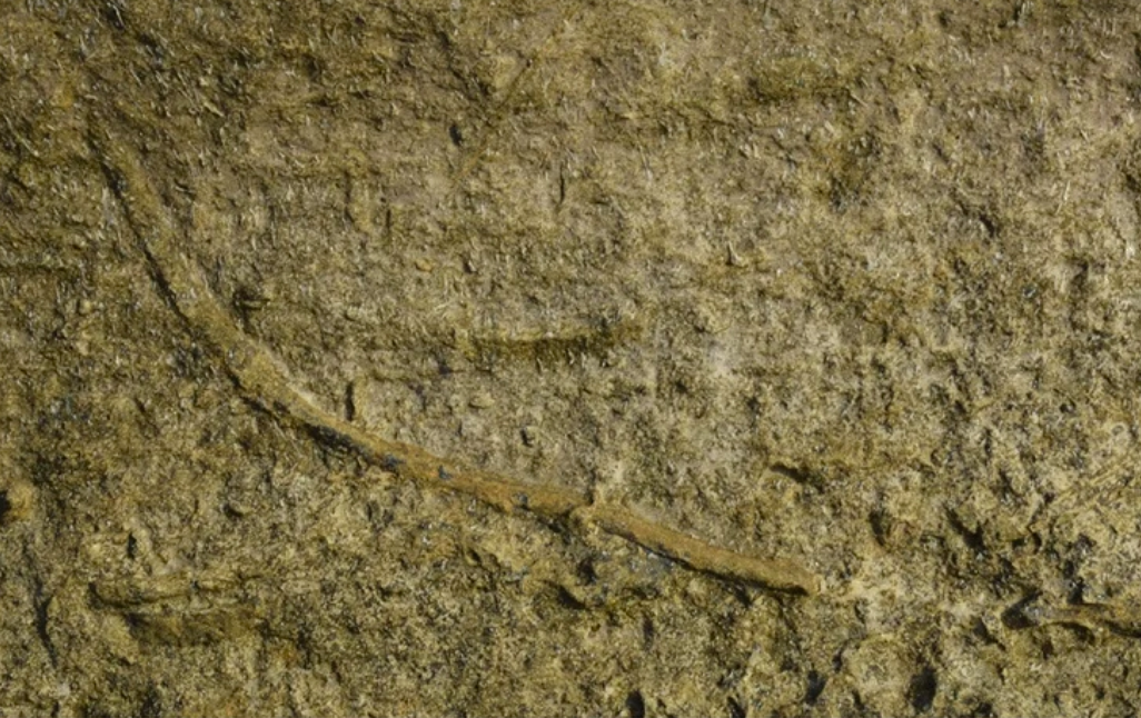 Enormous Prehistoric Marine Worms' Lair Discovered Along Sea Floor