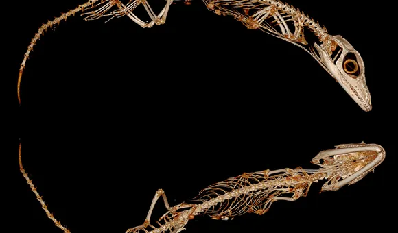 National Museum of Natural History Blog | Smithsonian Magazine