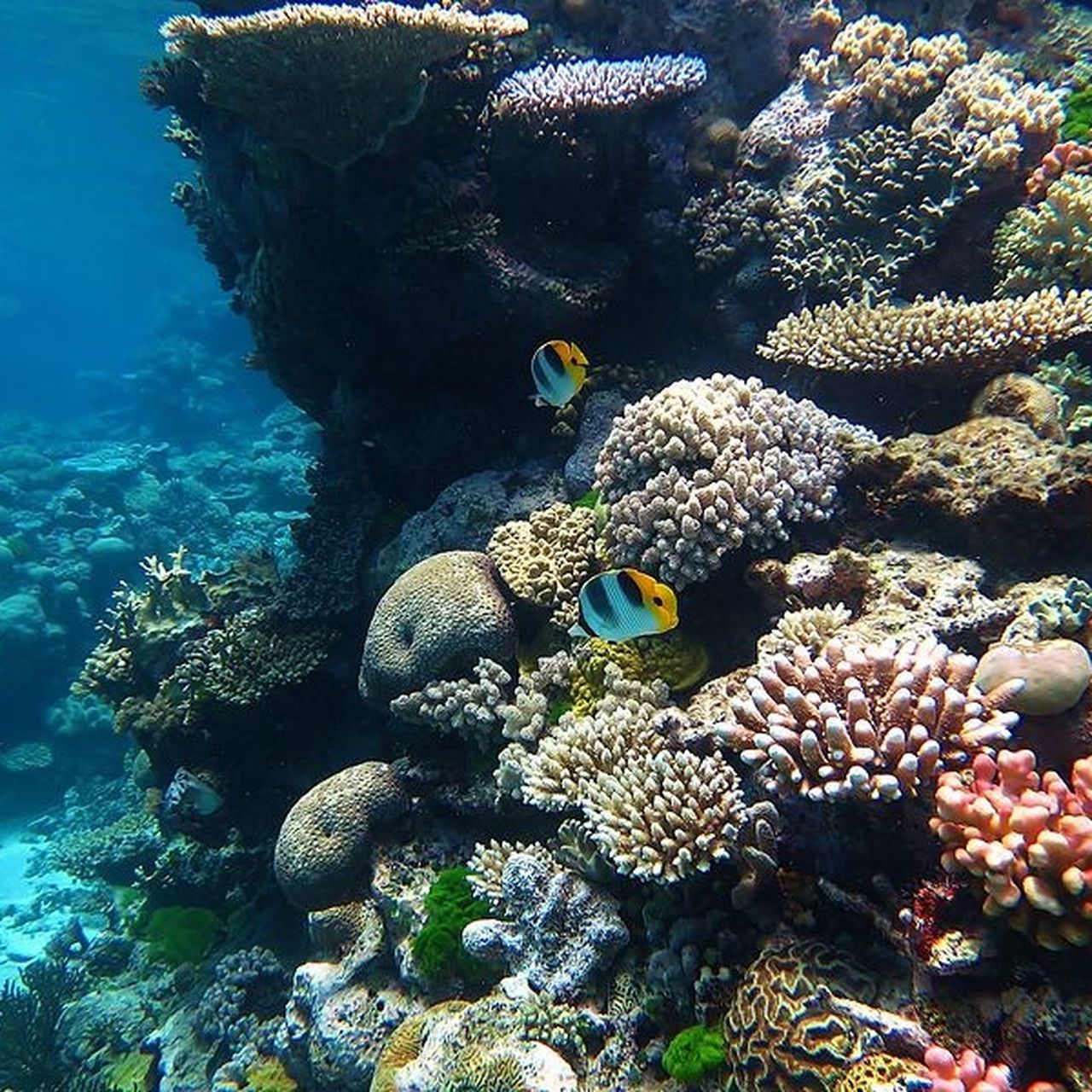 Healthy Colorful Coral Reef