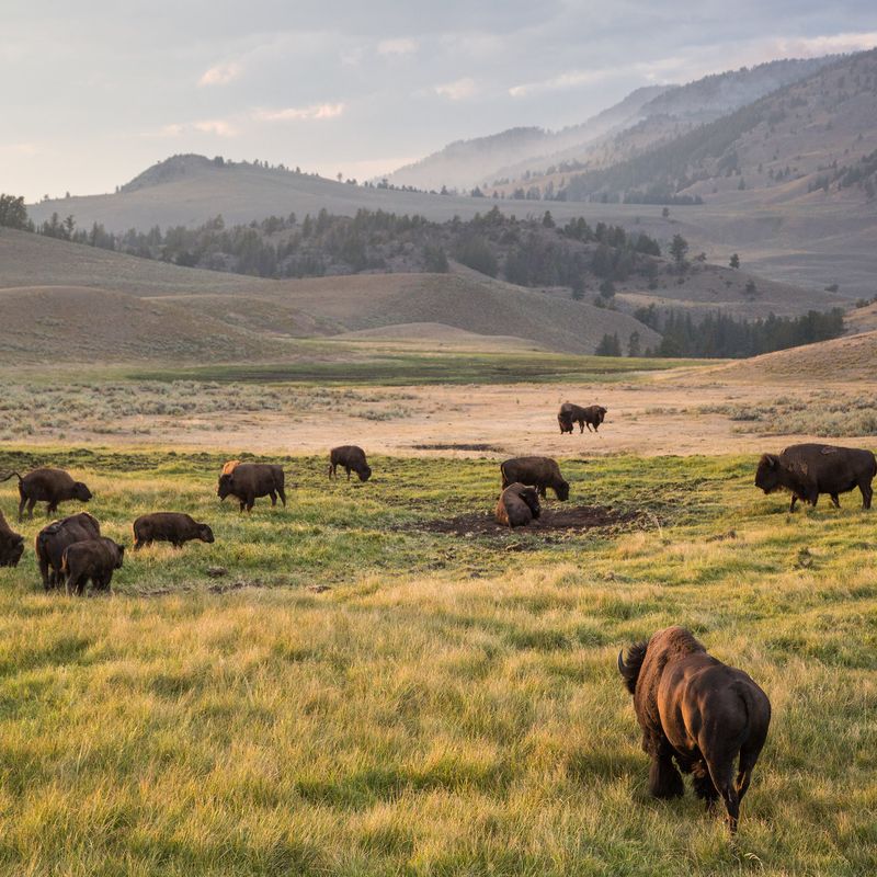 Bison Yellowstone National Park Hunters See Strong Bison Migration Out