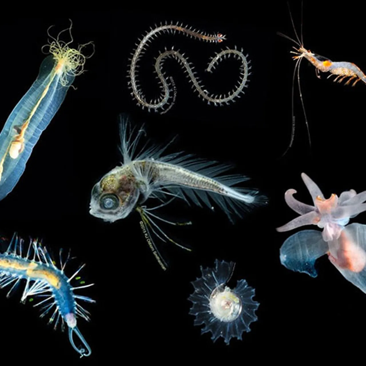 Underwater Sea Animals