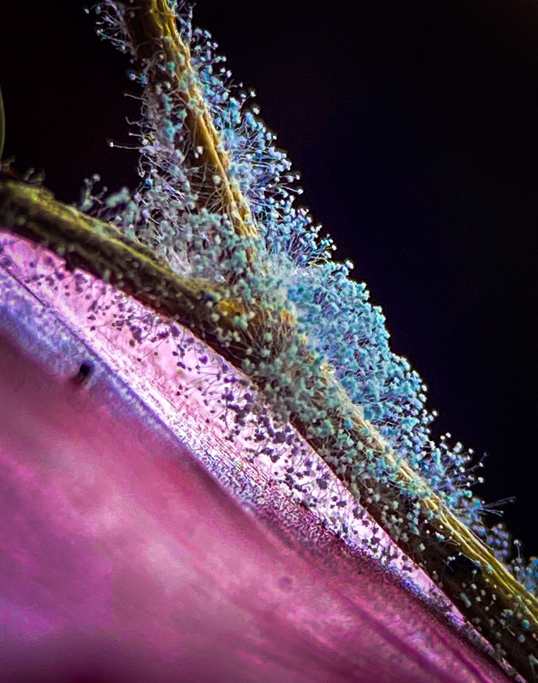 The mold | Smithsonian Photo Contest | Smithsonian Magazine