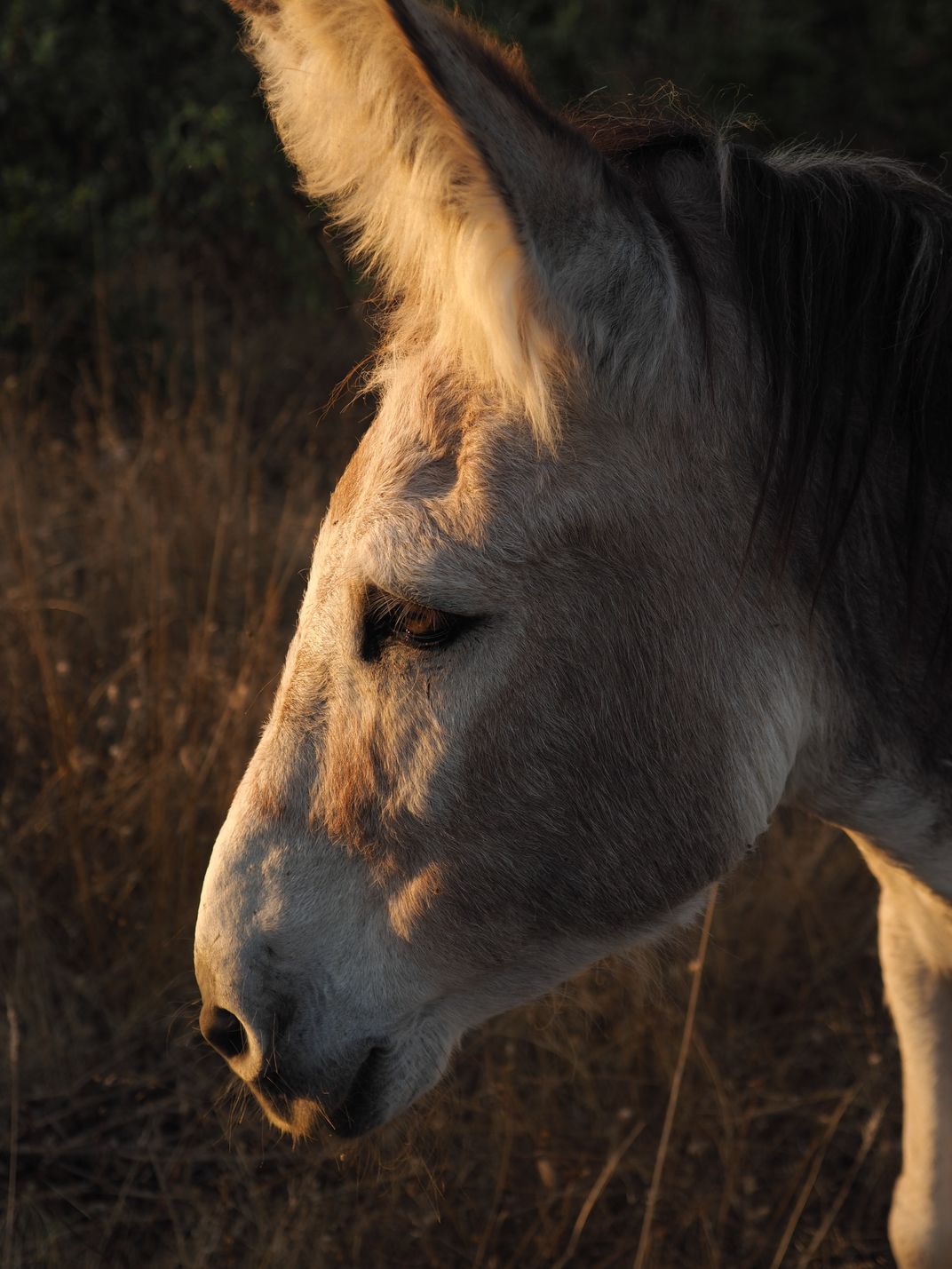 Donkey at sunset | Smithsonian Photo Contest | Smithsonian Magazine