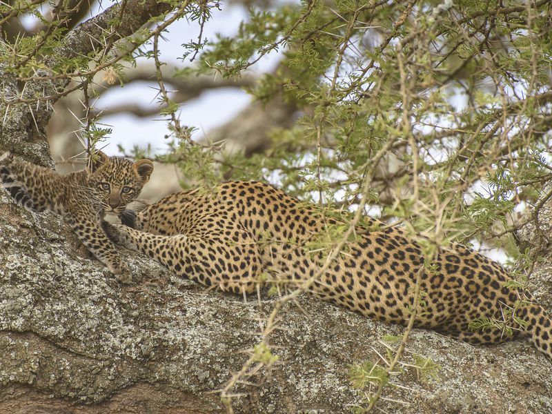Leopard cub and mother | Smithsonian Photo Contest | Smithsonian Magazine