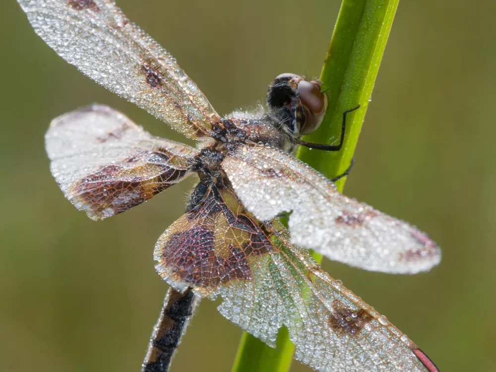 finding dragonfly wings