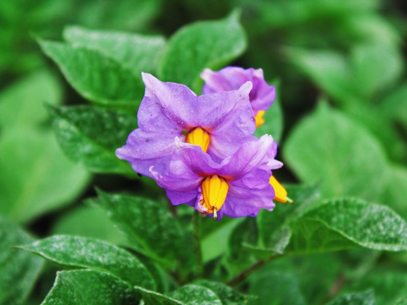 Wild Rwandan flower. | Smithsonian Photo Contest | Smithsonian Magazine