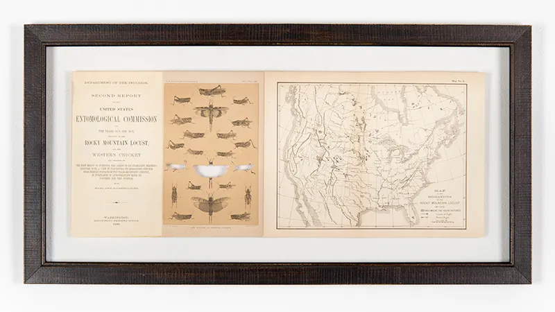 With Deformed Frogs and Fish, a Scientist-Artist Explores Ecological ...