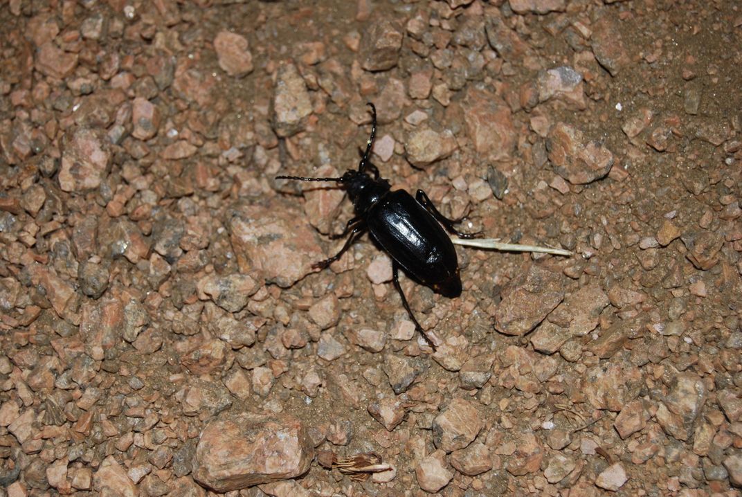 Beetle Bug | Smithsonian Photo Contest | Smithsonian Magazine