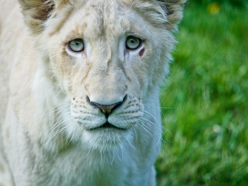 White Lion, Lemon. | Smithsonian Photo Contest | Smithsonian Magazine