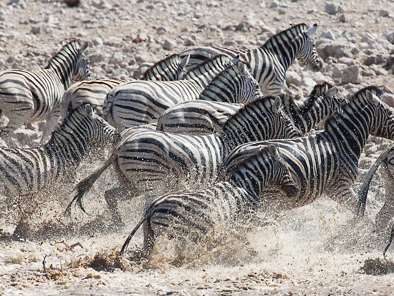 Zebras | Smithsonian Photo Contest | Smithsonian Magazine