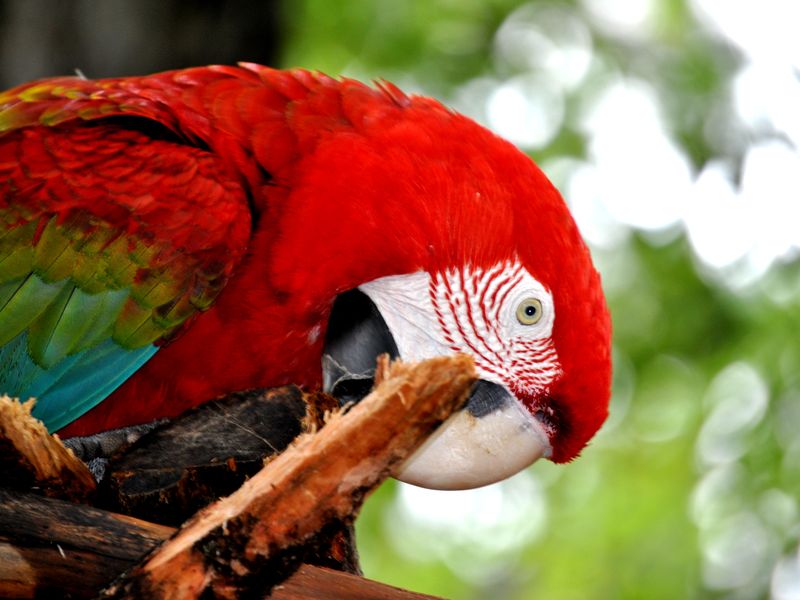 Beautiful Macaw | Smithsonian Photo Contest | Smithsonian Magazine