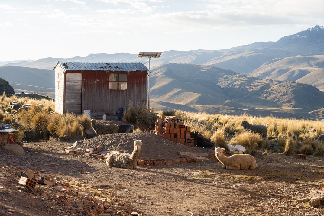 Alpaca Homestead | Smithsonian Photo Contest | Smithsonian Magazine