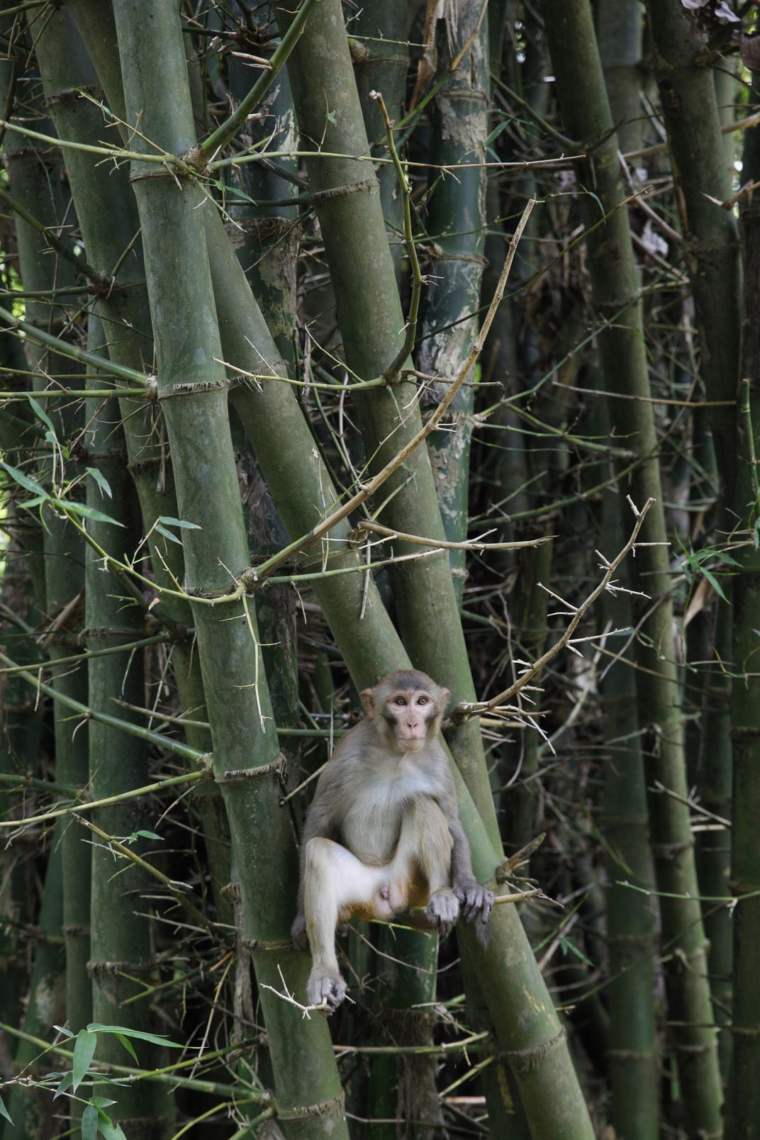A lone monkey | Smithsonian Photo Contest | Smithsonian Magazine