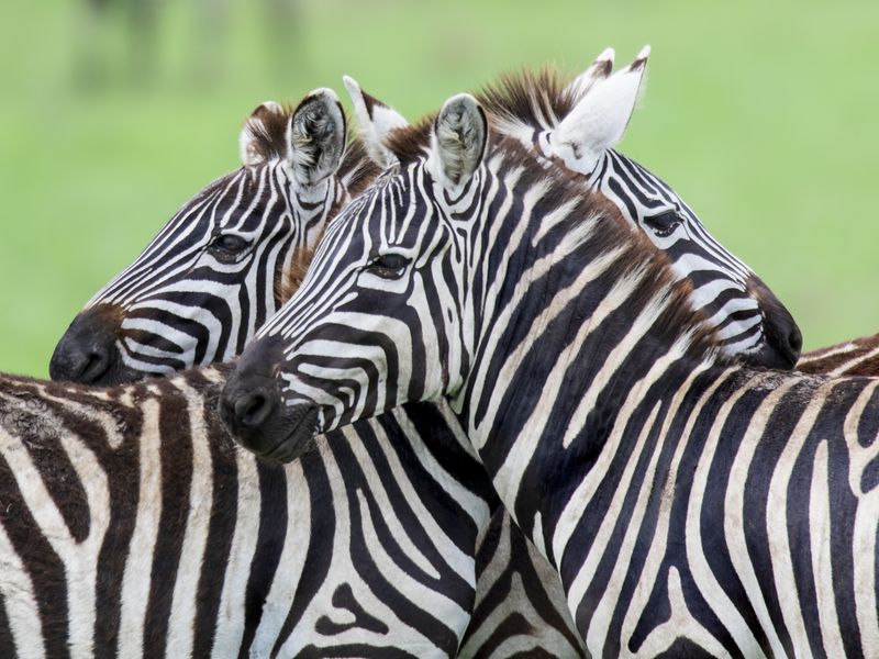 Three Zebras | Smithsonian Photo Contest | Smithsonian Magazine