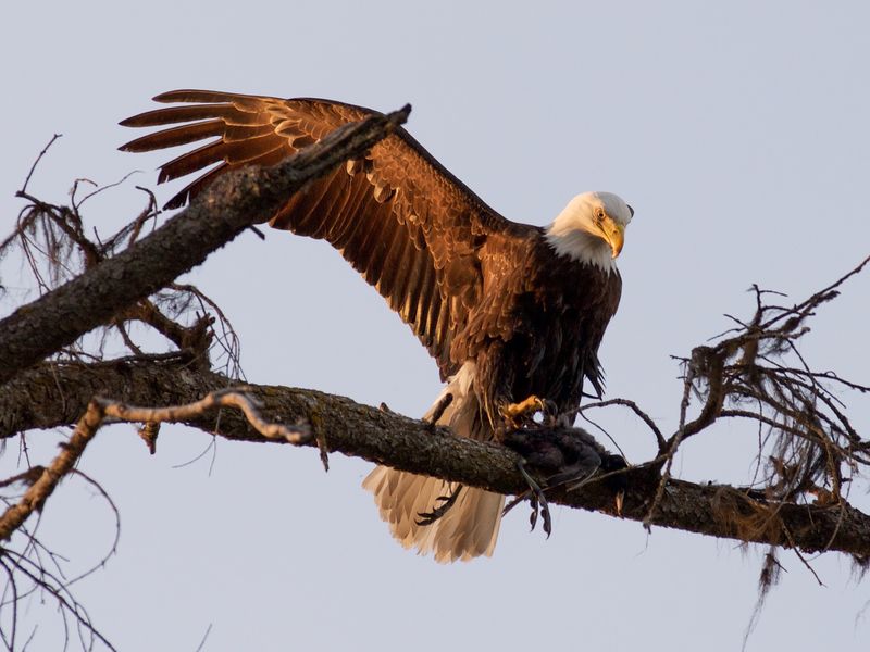 Eagle's Prey | Smithsonian Photo Contest | Smithsonian Magazine