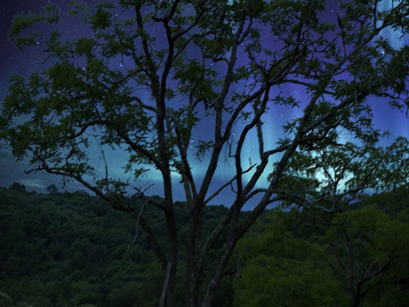 Tree with a beautiful sky background | Smithsonian Photo Contest ...