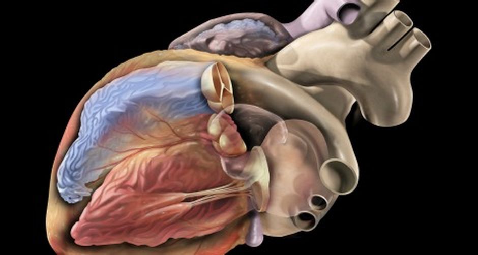 Growing New Hearts Without Using Embryonic Stem Cells
