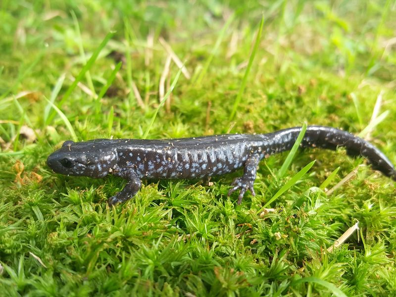 Blue Spotted Salamander | Smithsonian Photo Contest | Smithsonian Magazine