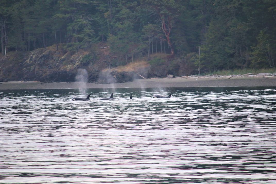 A pod of orcas. | Smithsonian Photo Contest | Smithsonian Magazine