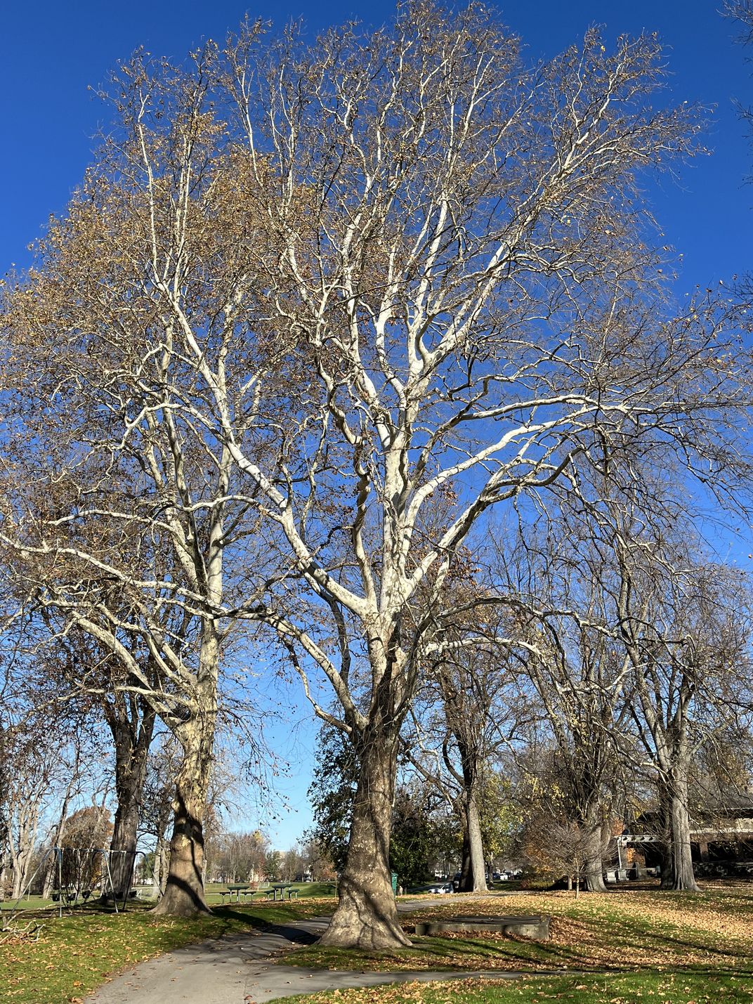Sycamore Siblings and Deep Blue Sky | Smithsonian Photo Contest ...