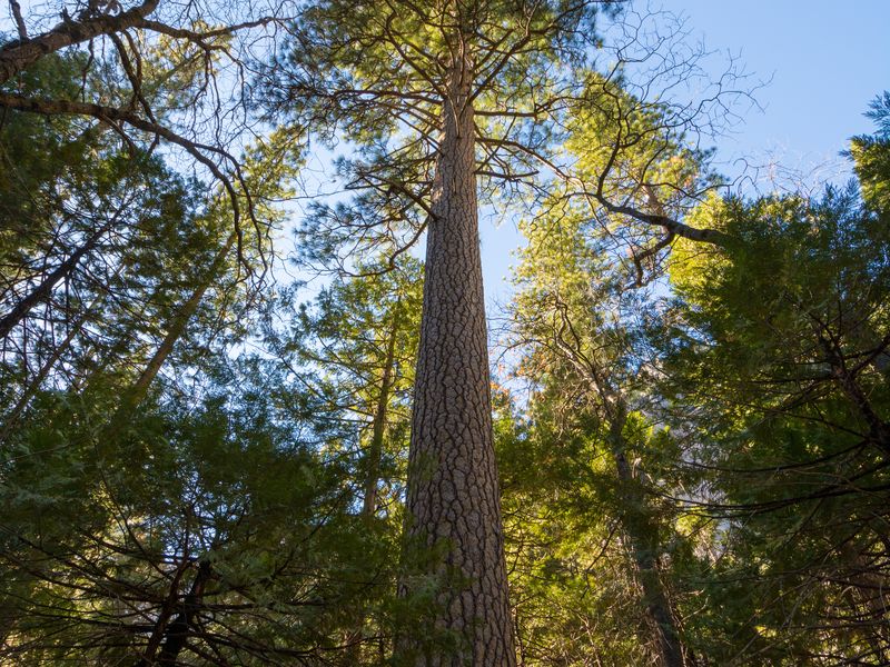 Ponderosa Pine in Yosemite | Smithsonian Photo Contest | Smithsonian ...
