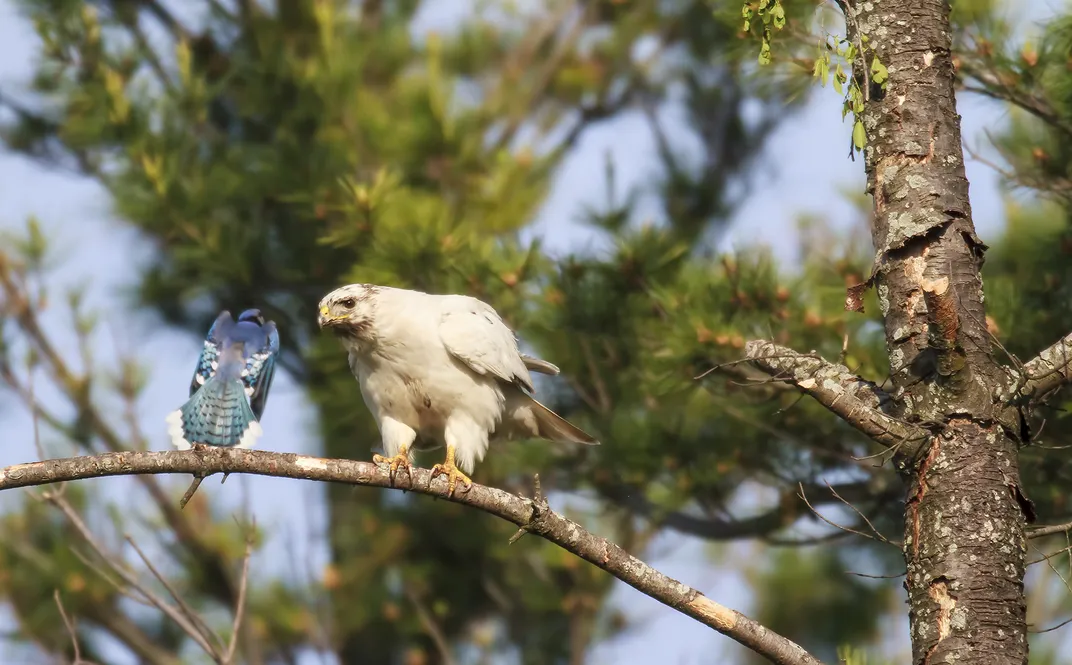 Leucistic Red Tail Hawk and Bluejay Encounter | Smithsonian Photo ...