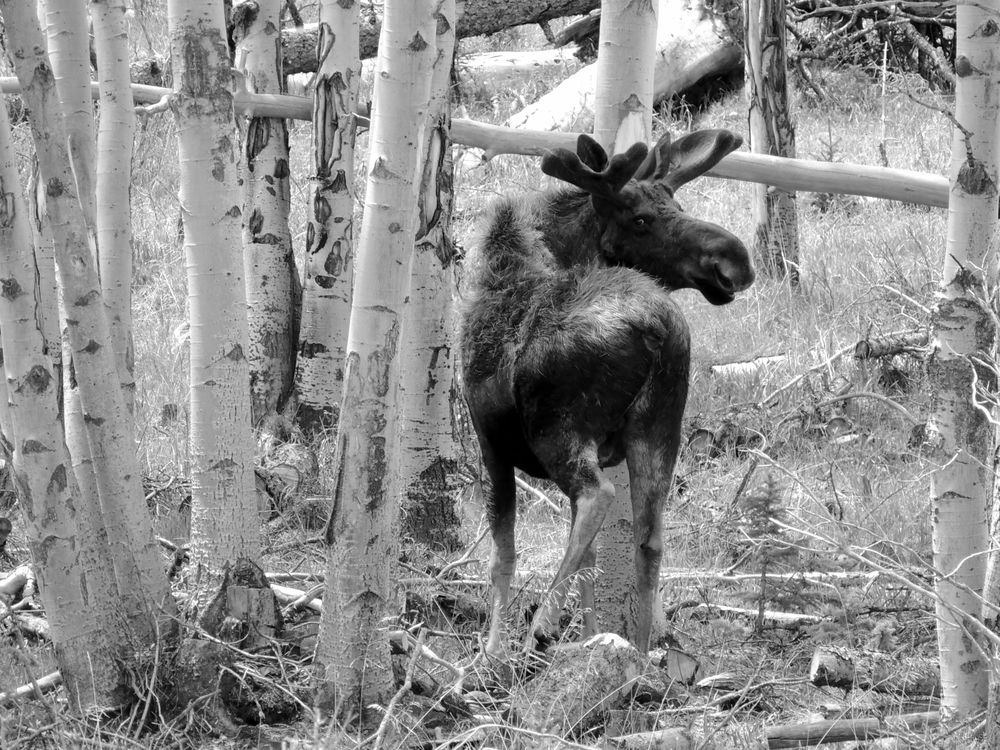 Moose preparing to eat Birch tree bark in Big Horn National Forest ...