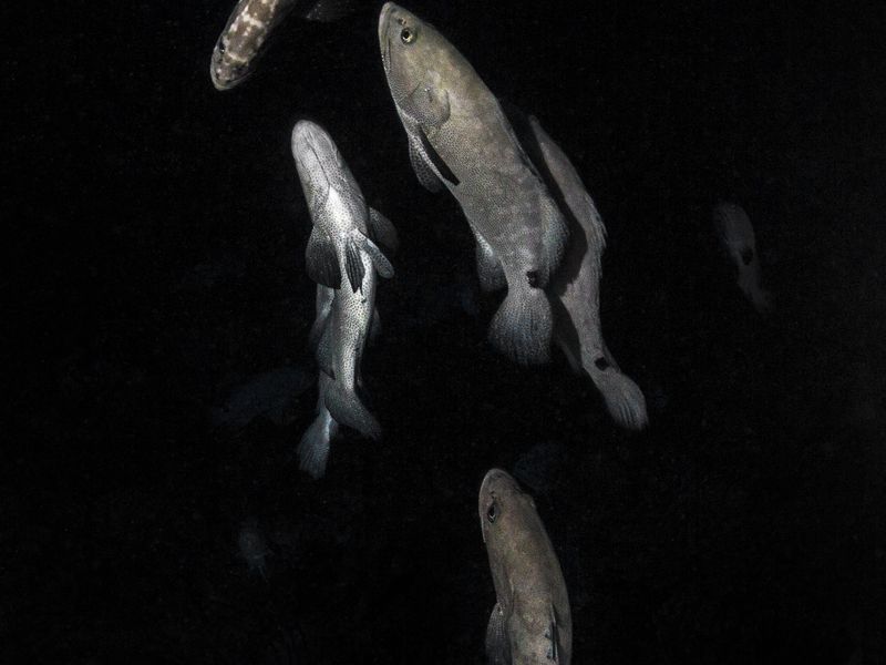 Grouper Mass Spawning | Smithsonian Photo Contest | Smithsonian Magazine