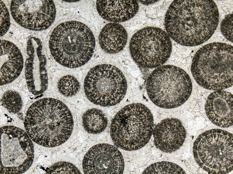 ooids | Smithsonian Photo Contest | Smithsonian Magazine