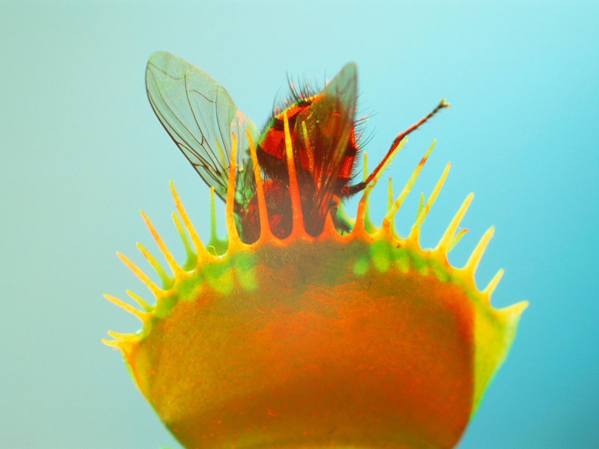 Venus Flytraps Know How to Count