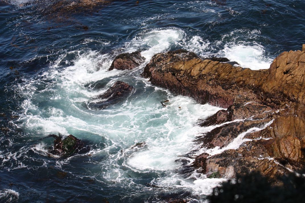 The official colors of Point Lobos | Smithsonian Photo Contest ...