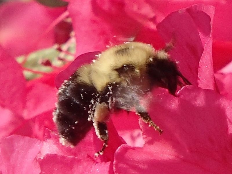 Pollen covered busy bee. | Smithsonian Photo Contest | Smithsonian Magazine