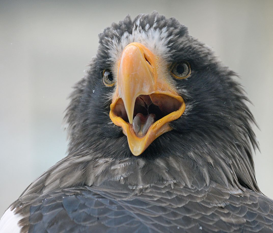 Stellers Sea Eagle, National Aviary, Pittsburgh, PA | Smithsonian Photo ...