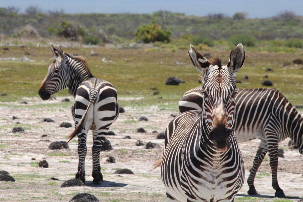 zebras mating human