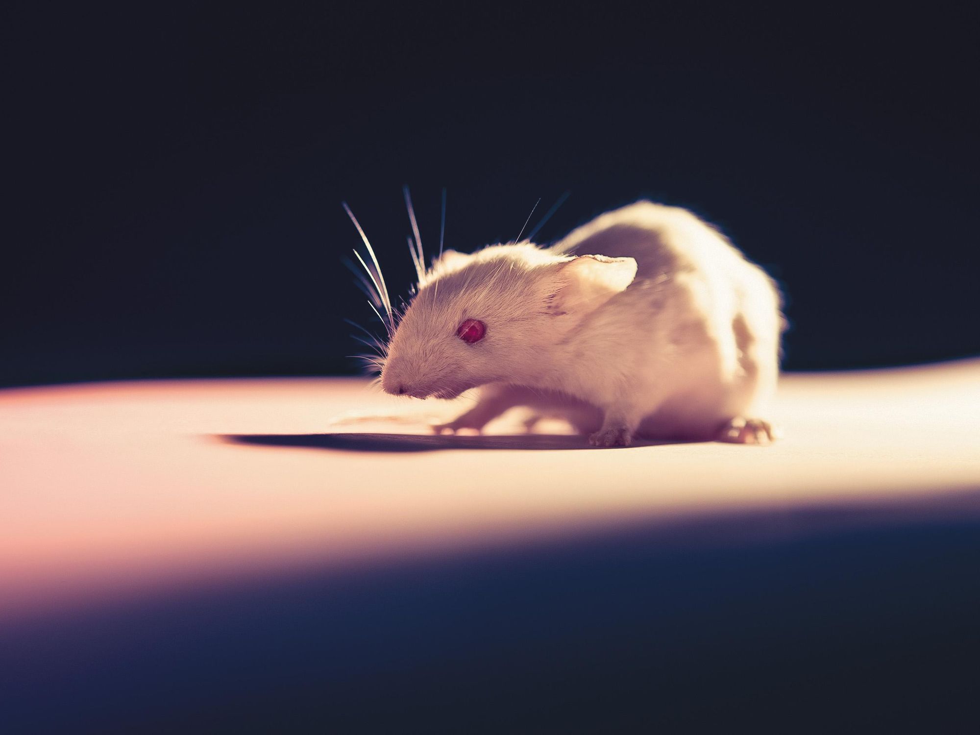 The First Patented Animal Is Still Leading the Way on Cancer Research