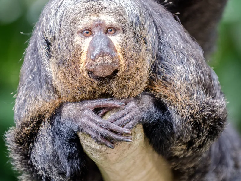 Saki Monkey | Smithsonian Photo Contest | Smithsonian Magazine
