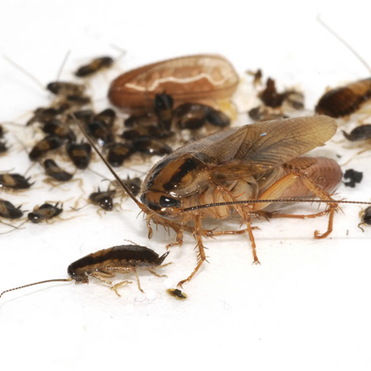 Can Roaches Follow You When You Move